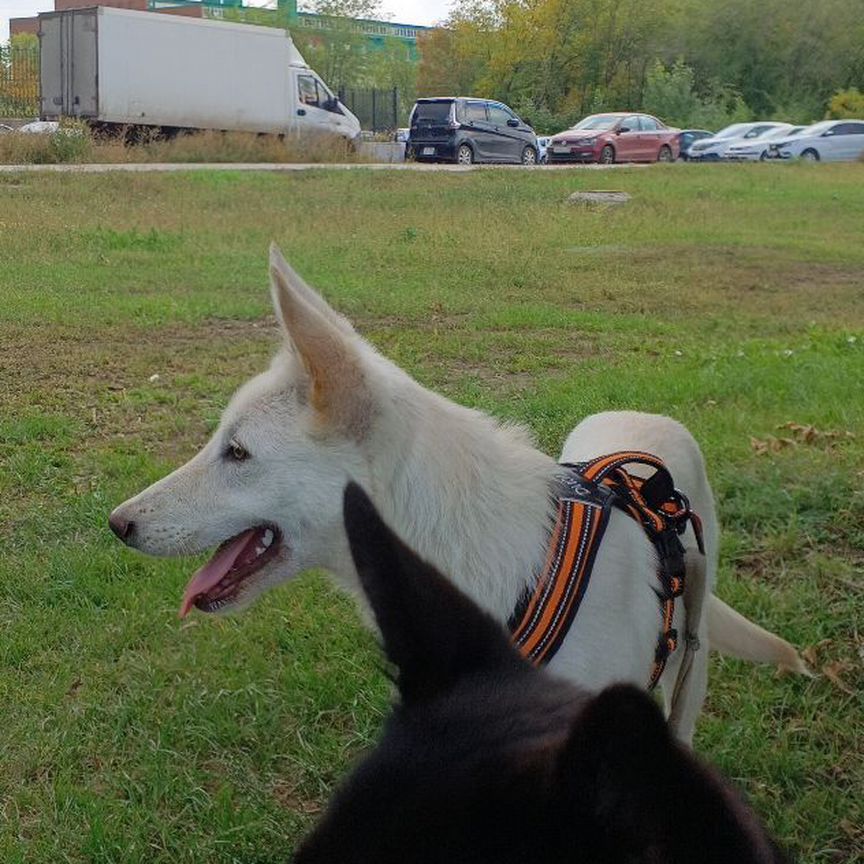 Отдам щенка в добрые руки