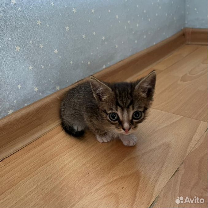 Отдаю в добрые руки милейших котят