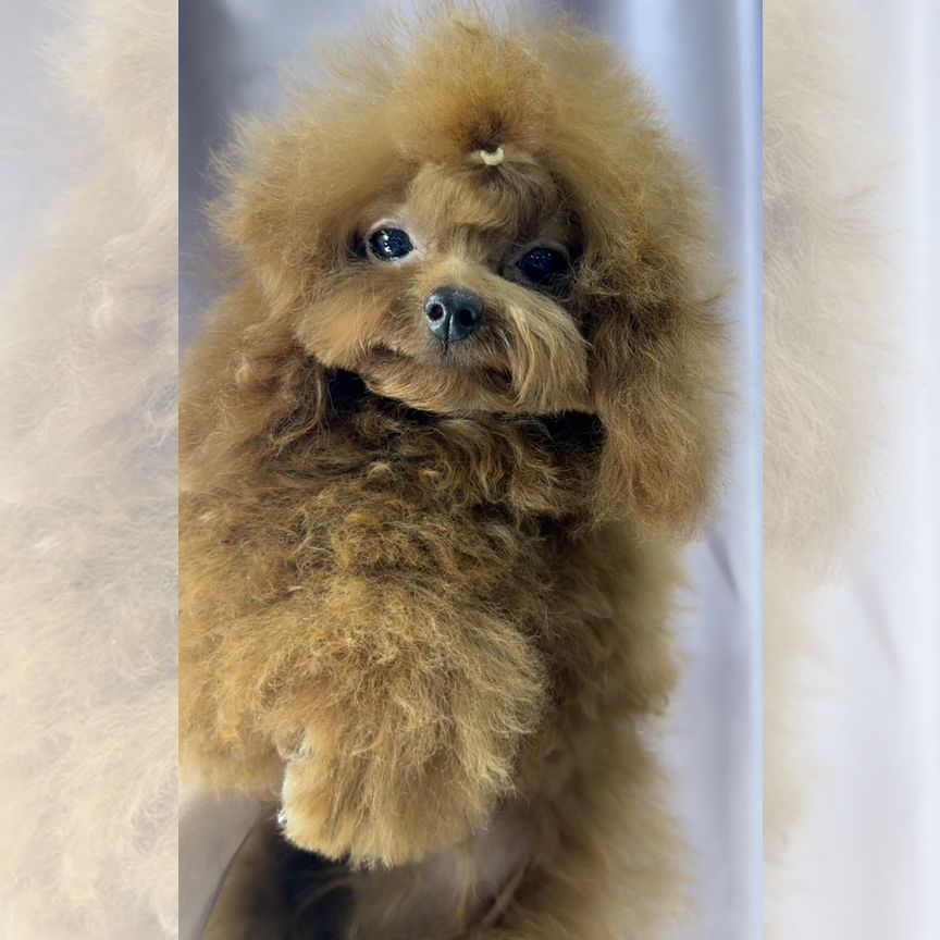 Той-пудель, щенок