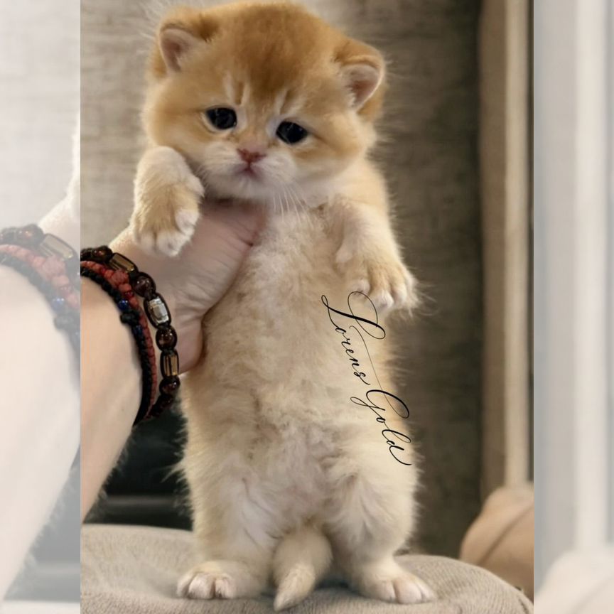 Британский короткошёрстный котёнок
