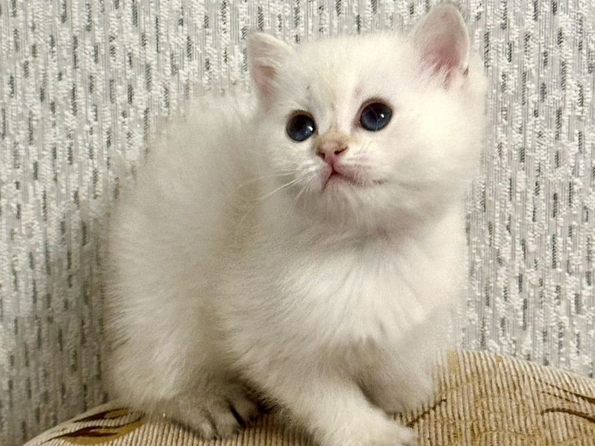 Британская колорная шиншилла