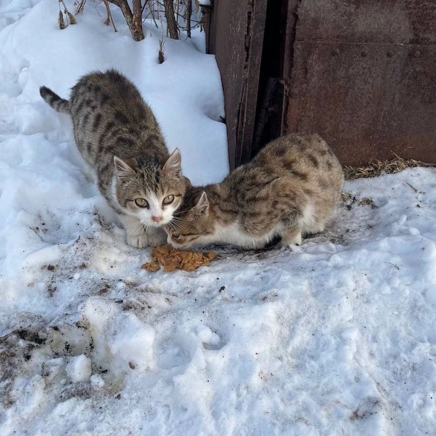 Котята в добрые руки