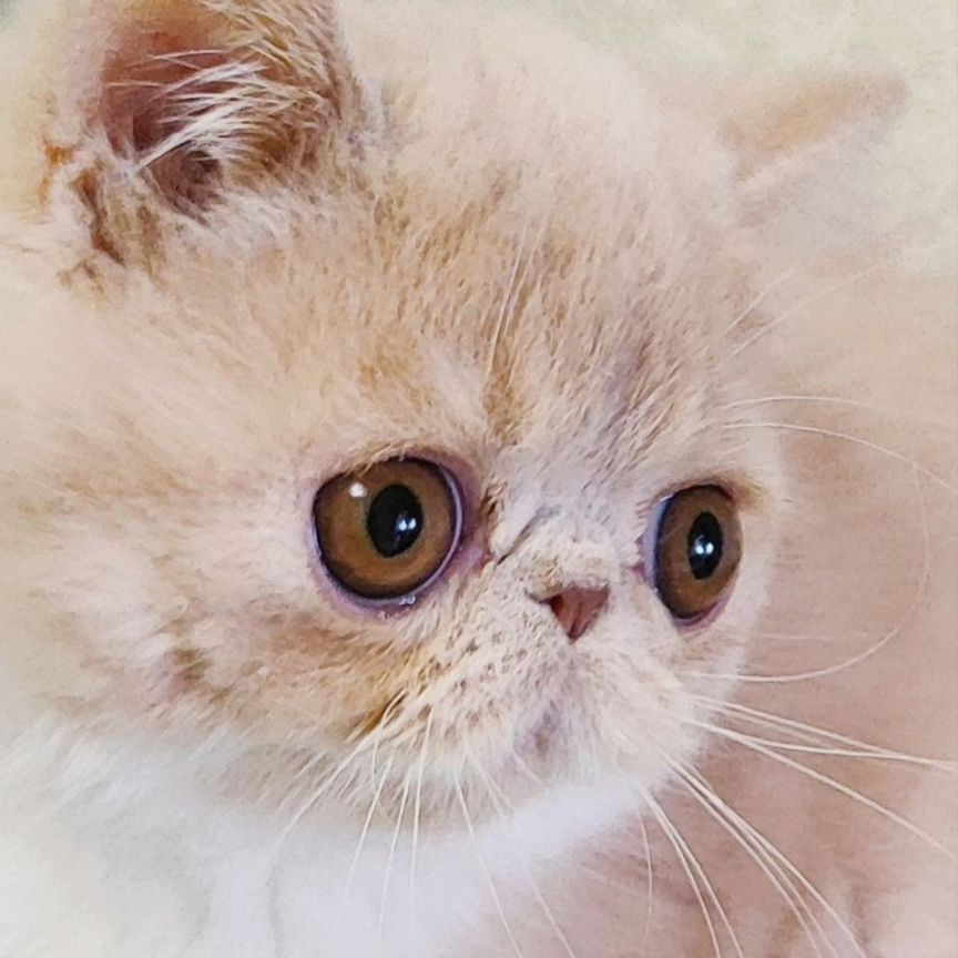 Котик экзот