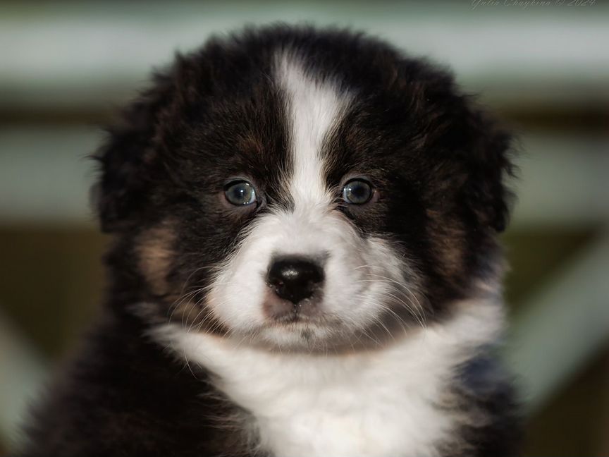 Щенки аусси