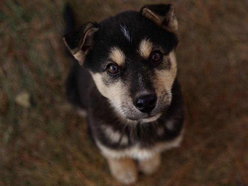 Рокки ищет дом