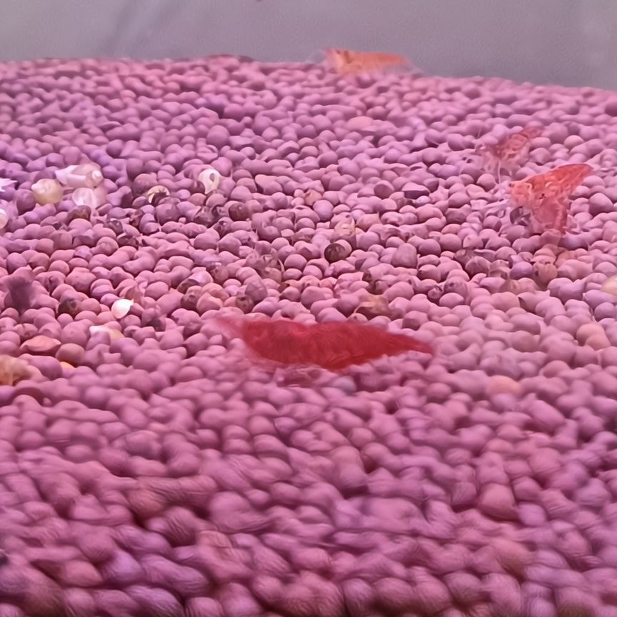 Продам аквариумных креветок