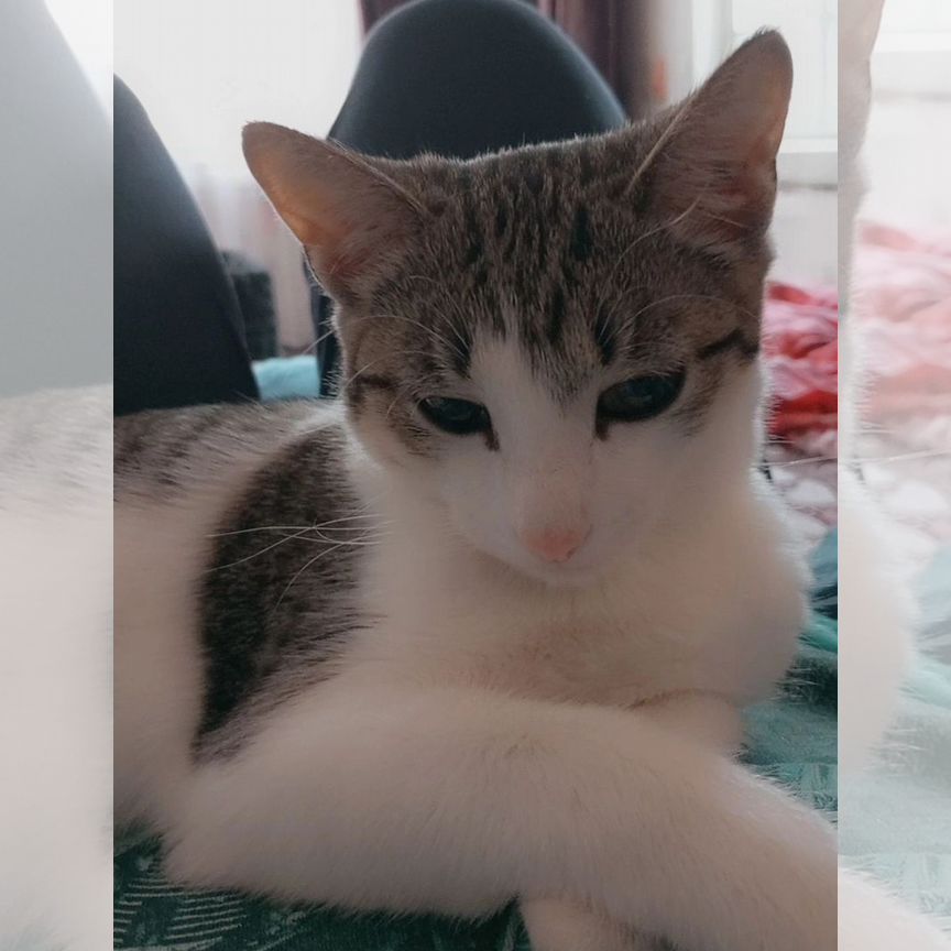 Потерялась кошка