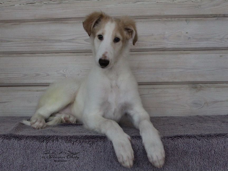 Мальчик Русской Борзой