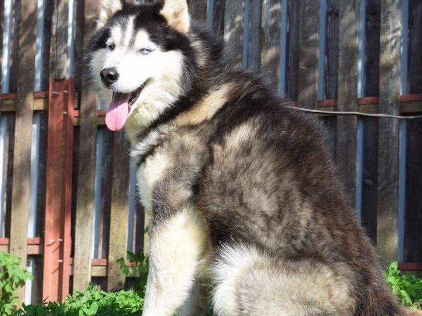 Собаки из приюта: пушистый небольшой Один