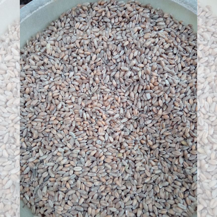 Зерно пшеница в мешках