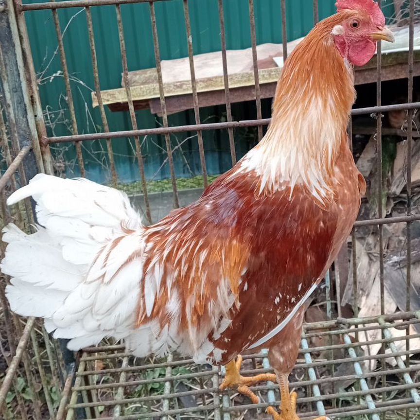 Продам молодых петушков