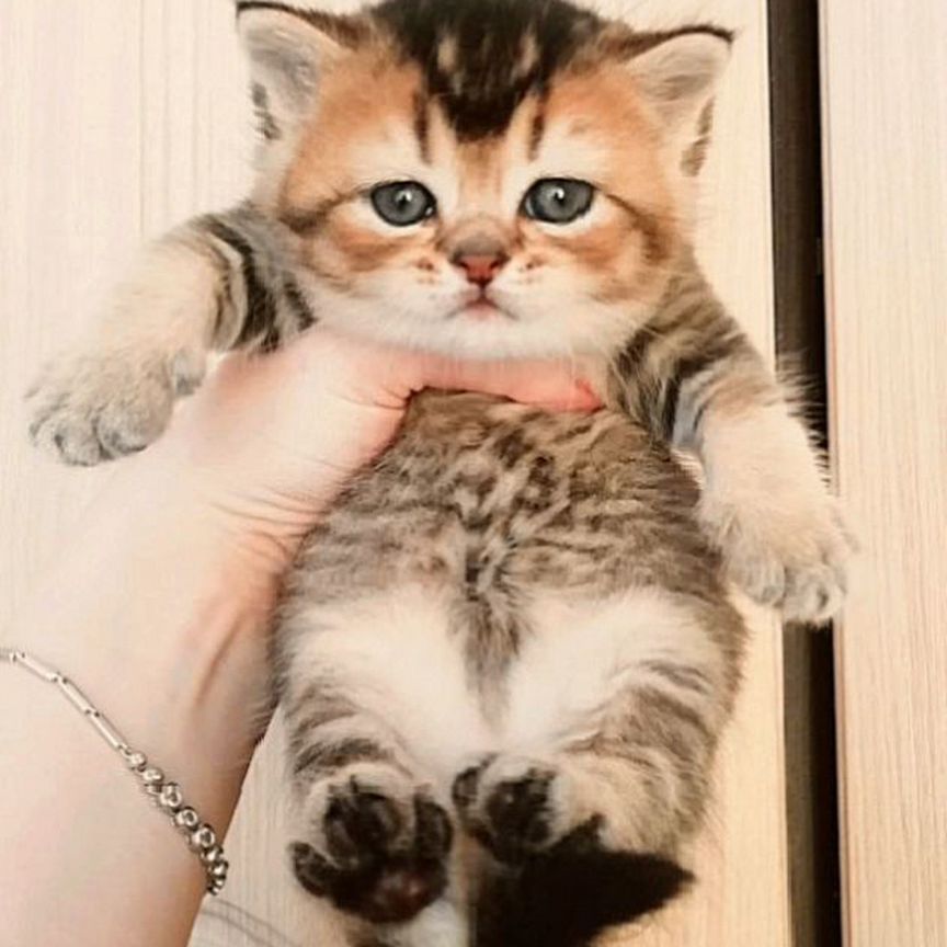 Шотландские пупсы скоттиш страйт