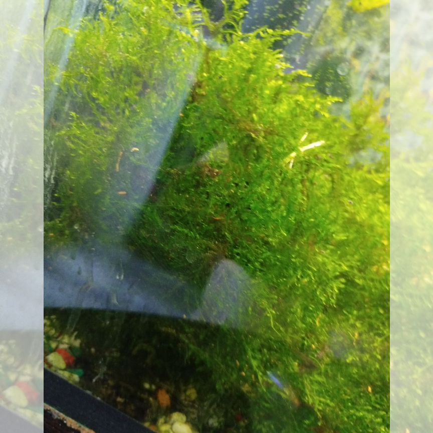 Мох аквариумный