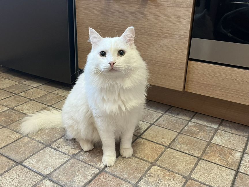 Белоснежный котик