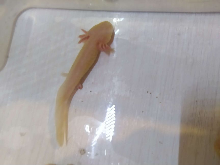 Речной дракон, аксолотль белый/золотой