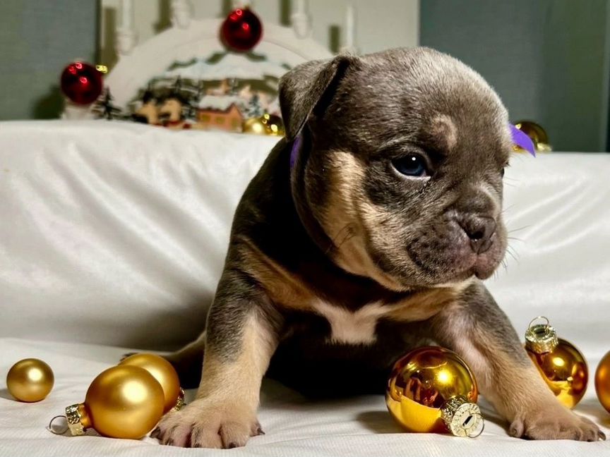 Щенки Американского булли