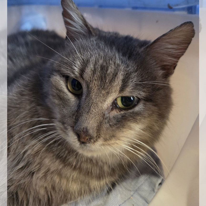 Взрослый кот в добрые руки