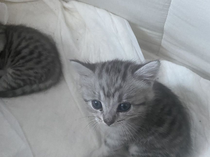Кошка британская вислоухая