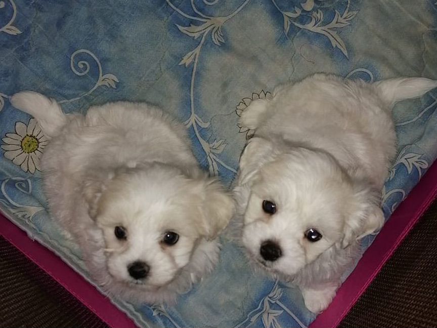 Щенки мальтийской болонки