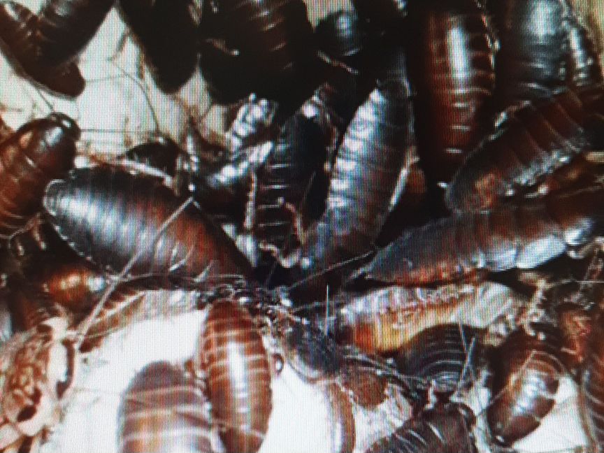 Тараканы живые