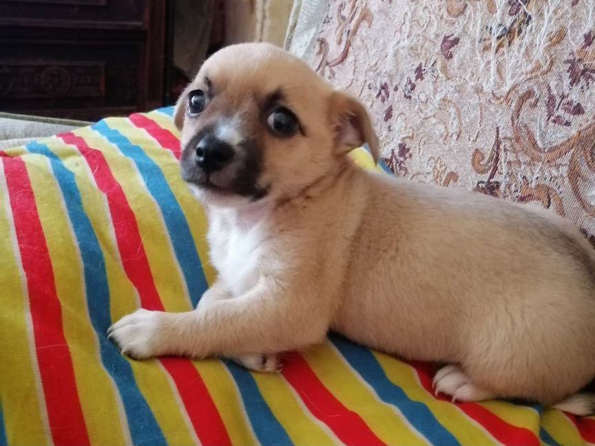 Чихуахуа помесь
