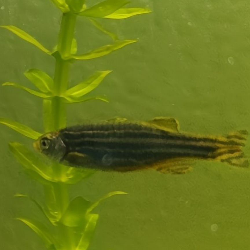 Отдам аквариумную рыбку данио