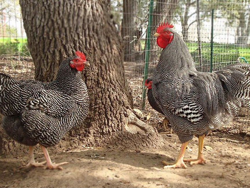 Цыплята бройлеры Гриз Бар