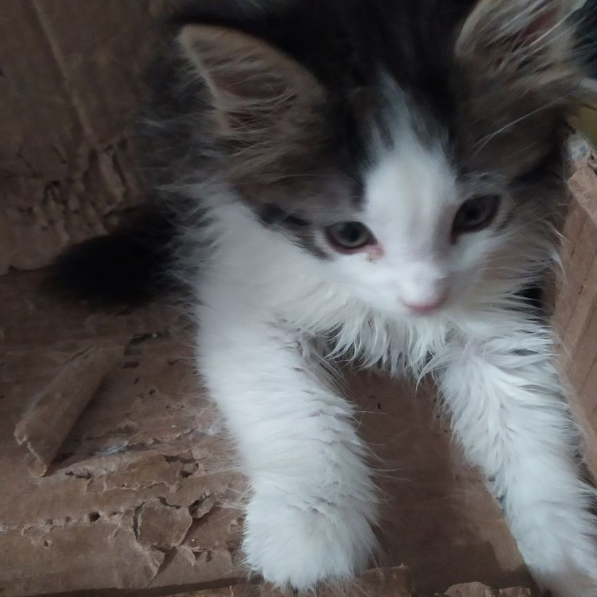 Котенок полу мейкунчик в добрые руки