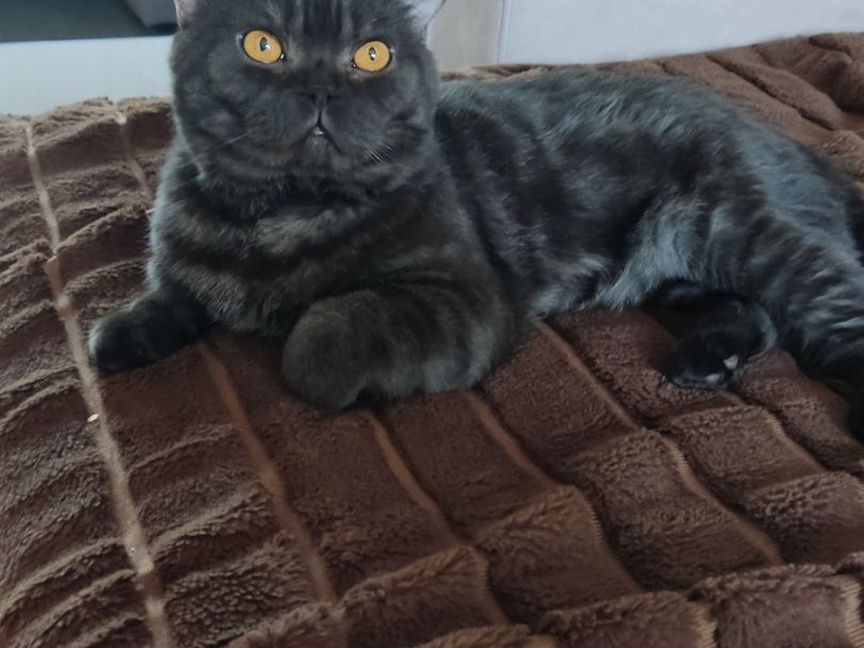 Продам шотландских вислоухих котят