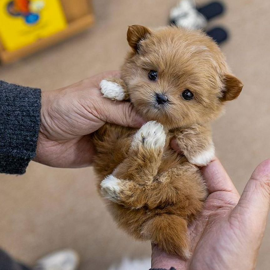 Мальтипу, щенок