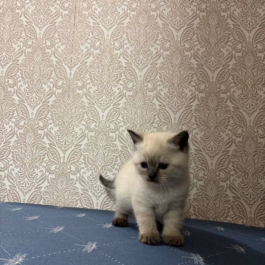 Котята шотланской породы