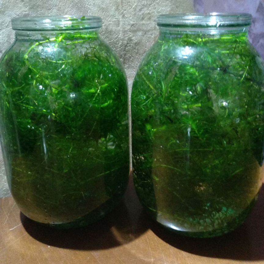 Аквариумные рвстения