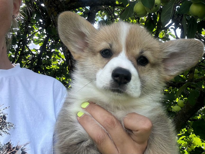 Милый Элвис