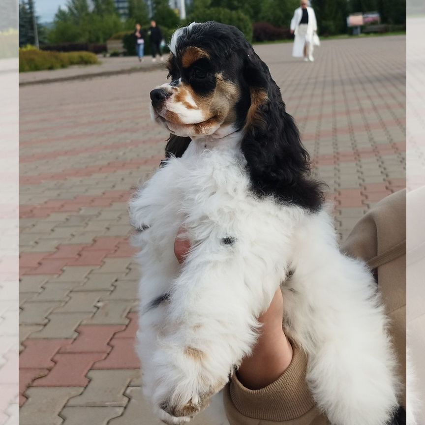 Американский кокер спаниель