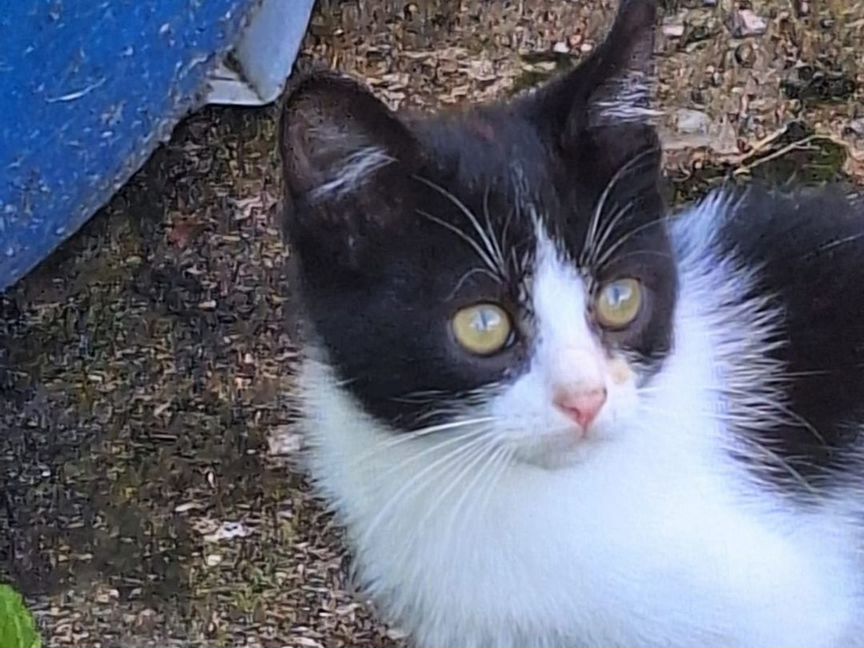 Котятки в добрые руки