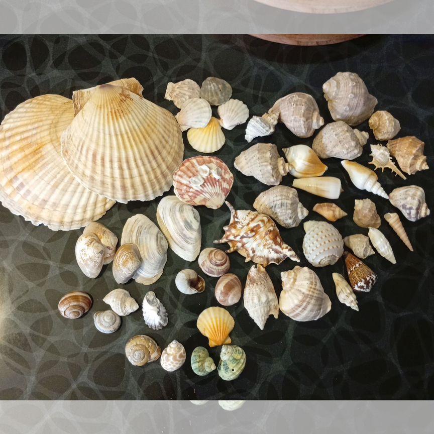 Ракушки для аквариума