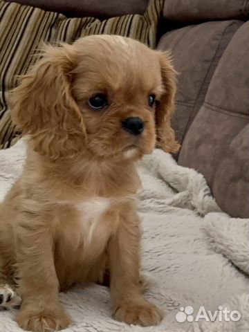 Рубиновое чудо Кавалер кинг чарльз спаниель