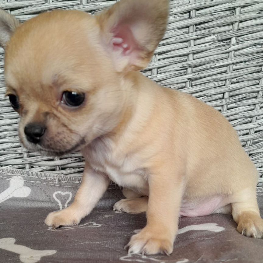 Чихуахуа, щенок