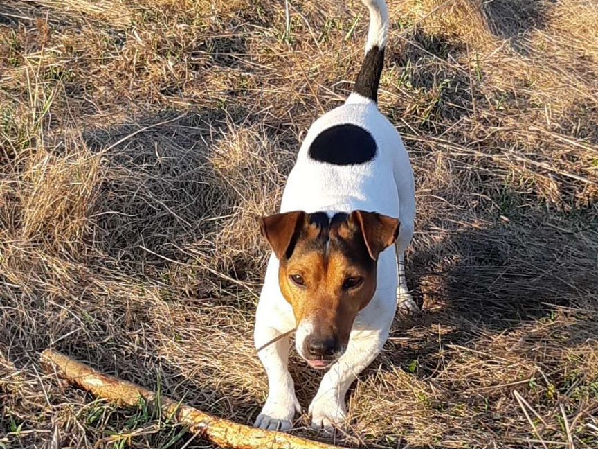 Джек Расел Терьер