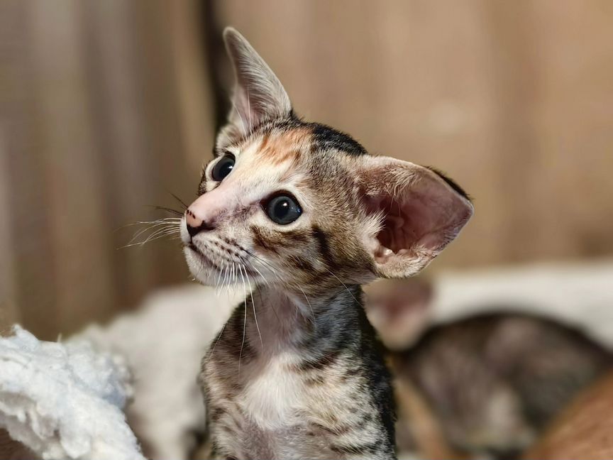 Ориентальные котята