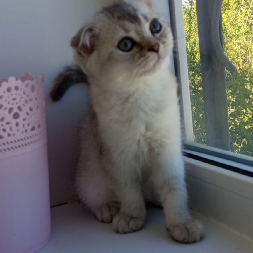 Шотландский вислоухий короткошёрстный котёнок