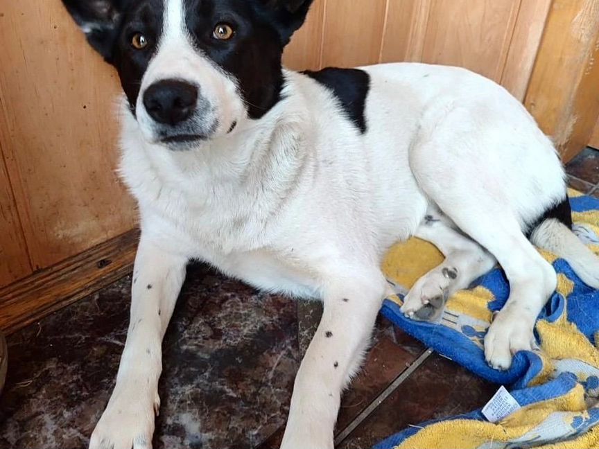 Бим ищет семью