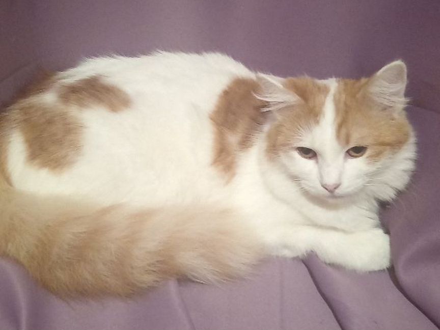 Кошечка в дар