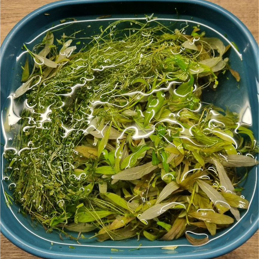 Аквариумное растение