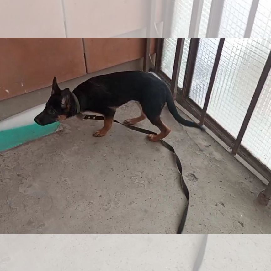 Немецкая овчарка, взрослая собака