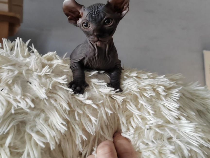 Котята сфинкс эльф