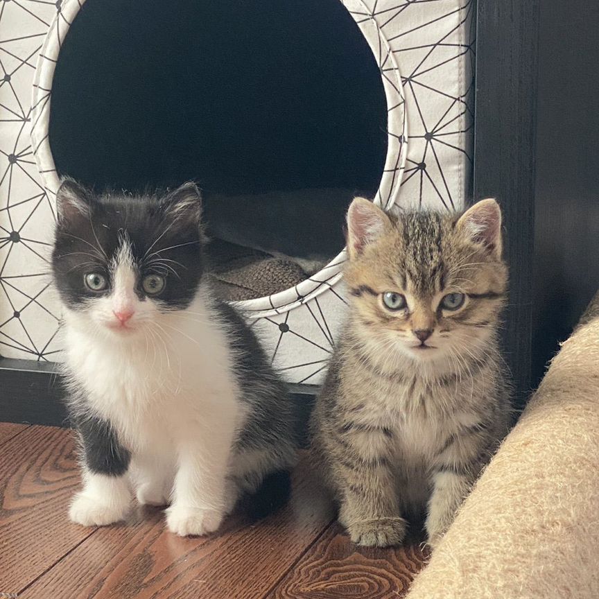 Котята в добрые руки мальчики