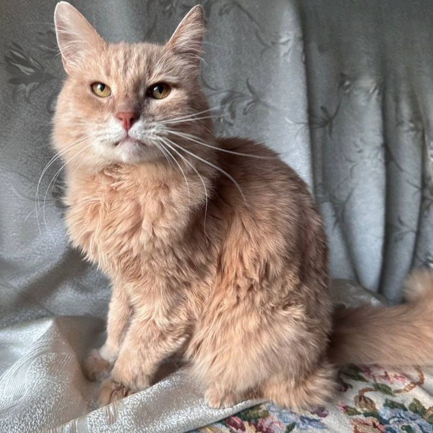 Котик в добрые руки