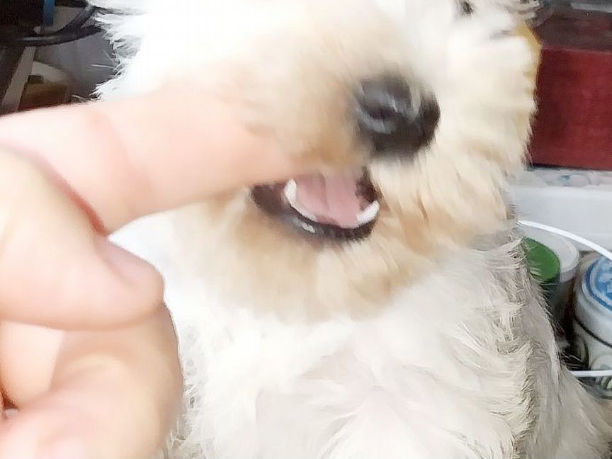 Снежная королева