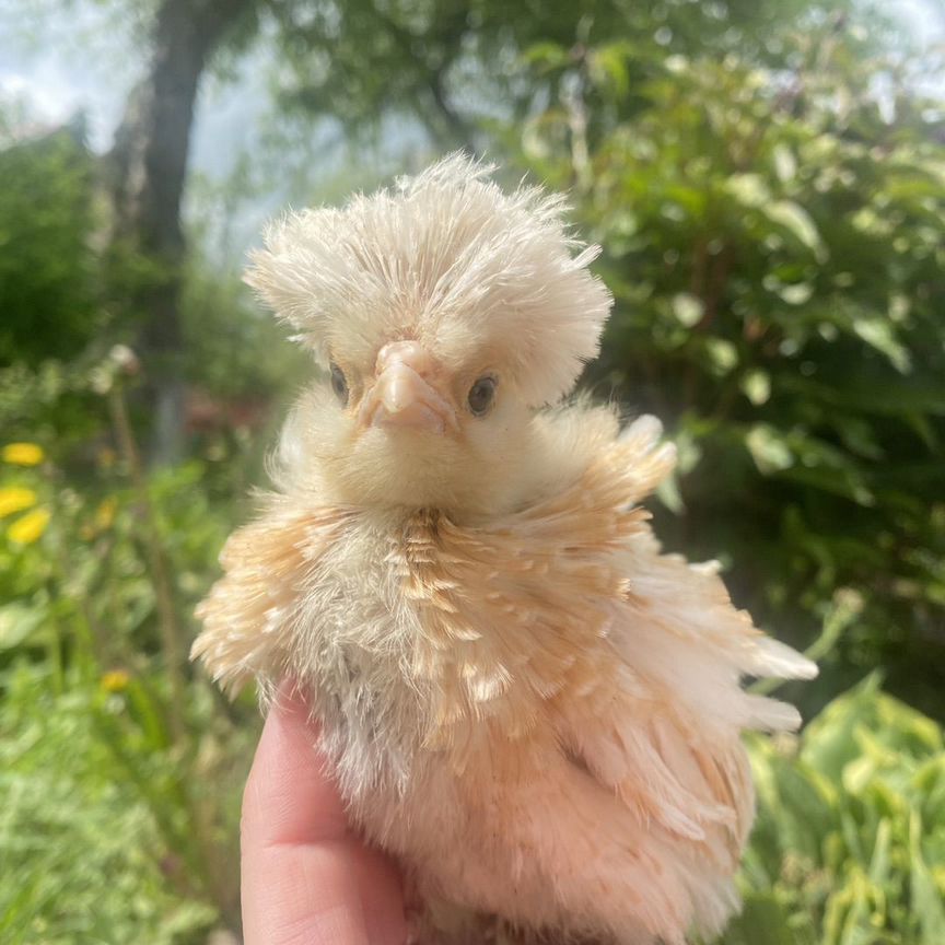 Цыпленок падуан